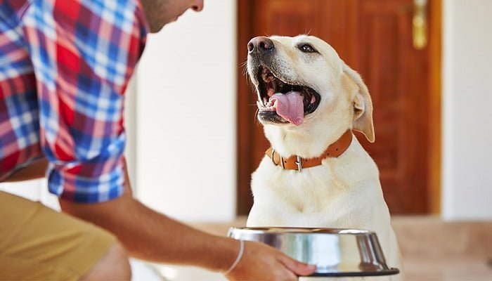 Cuidados diários com o cachorro - seu.dog